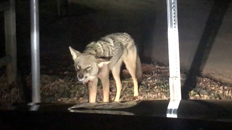 Rising Coyote Attacks: Isle of Palms Ramps Up Safety Measures Rising Coyote Attacks: Isle of Palms Ramps Up Safety Measures