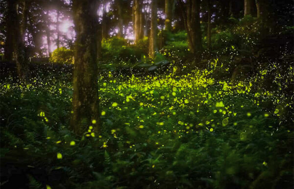 SC's Congaree Firefly Lottery Just Opened - Once-in-a-Lifetime ...
