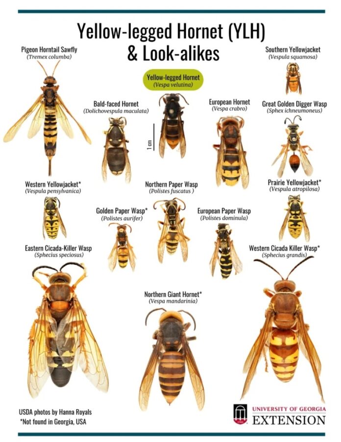 Yellow-Legged Charleston Hornets: New Invasive Species Warning