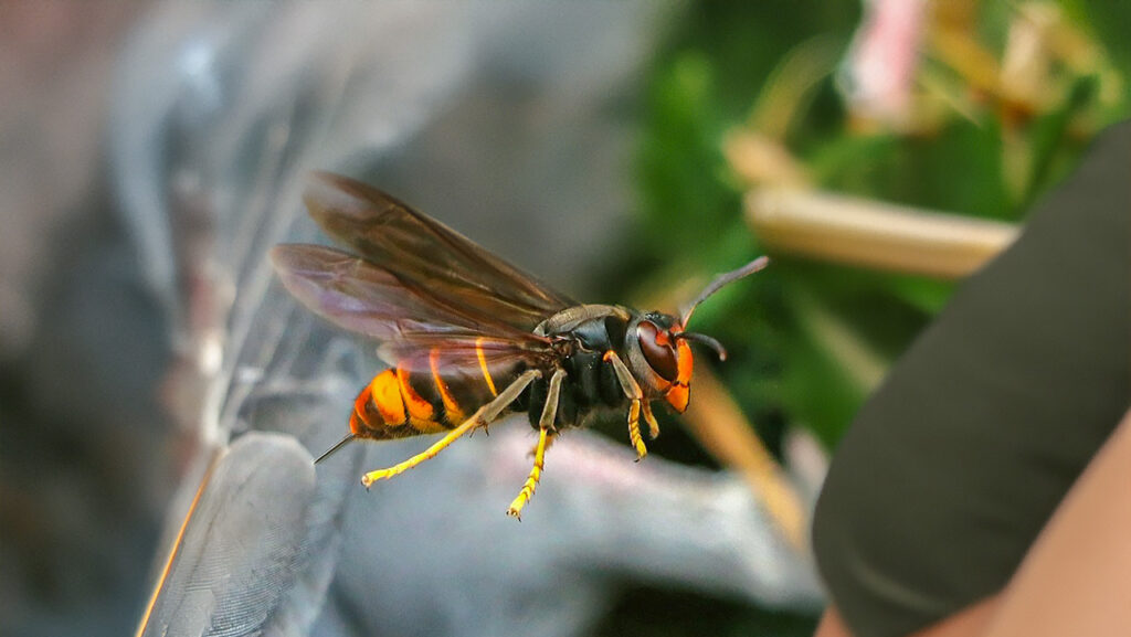Yellow-Legged Charleston Hornets: New Invasive Species Warning